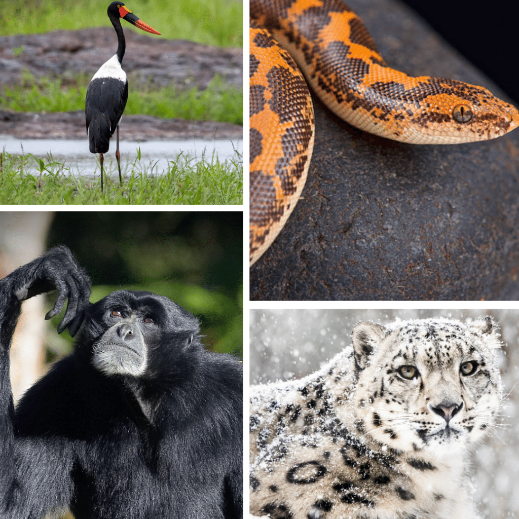 48 Animal Names that Starts with S - illustrated Tea Cup