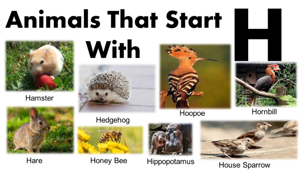 30 Animals That Start With H - illustrated Tea Cup